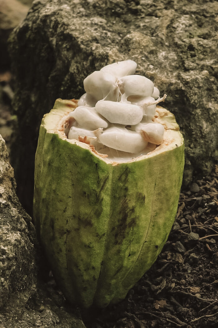 Why Smile Cacao? – Smile Cacao
